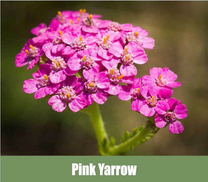 Pink Yarrow achillea Cerise Queen Organic Heirloom Non GMO Seeds - Etsy