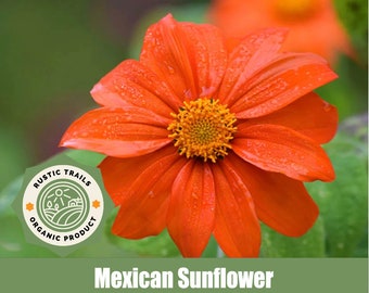 Tithonia Diversifolia tree Marigold Well-rooted Mexican Sunflower ...