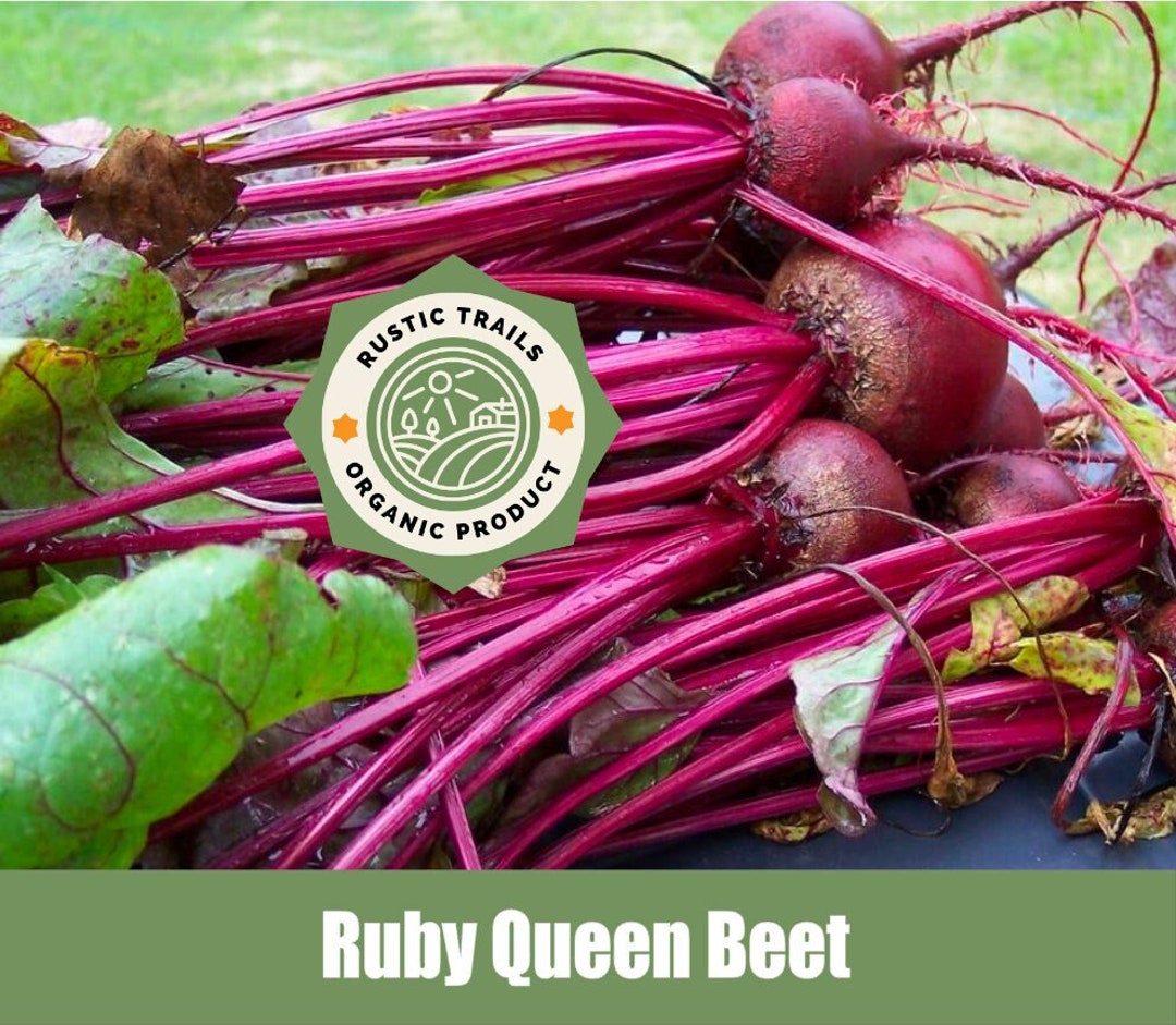 Ruby Queen Beet Seeds to Plant - Organic- None GMO - Heirloom - Etsy