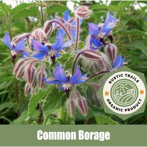 Common Borage, Borago Officinalis - Organic - Heirloom Non GMO Seeds - Etsy