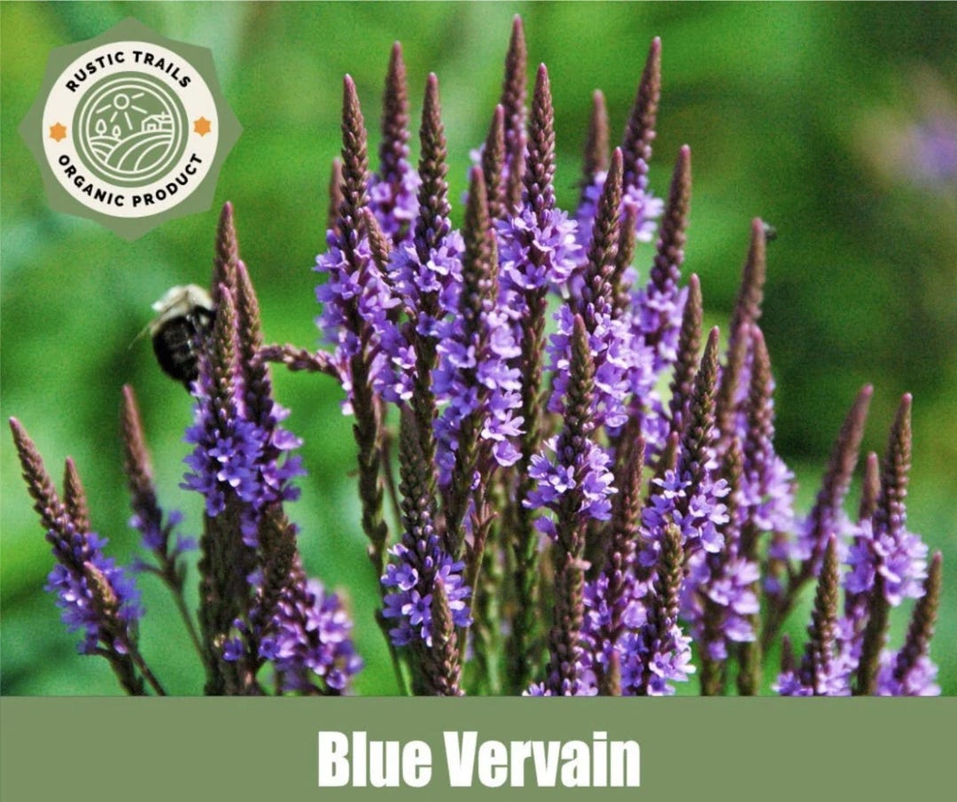 Blue Vervain (verbena Hastata) Heirloom Seeds for Your Garden Flowers ...