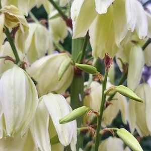 Buckley Yucca, Yucca Constricta, Soapweed - Organic - Heirloom Non GMO ...