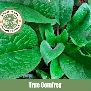 True Comfrey (symphytum Officinale) - Organic - Heirloom Non GMO Seeds ...