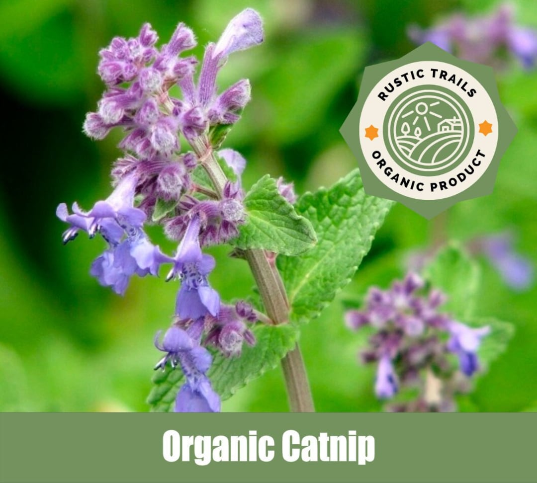 Catnip - Organic - Heirloom Non GMO Seeds - Etsy