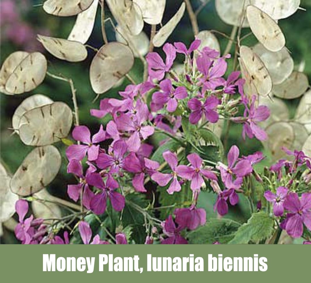 Lunaria Biennis Seeds, Commonly Known as the Money Plant, Honesty ...