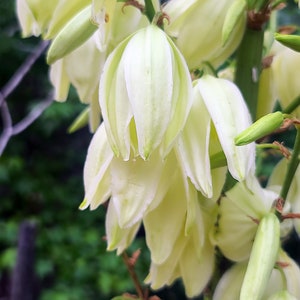 Buckley Yucca, Yucca Constricta, Soapweed - Organic - Heirloom Non GMO ...