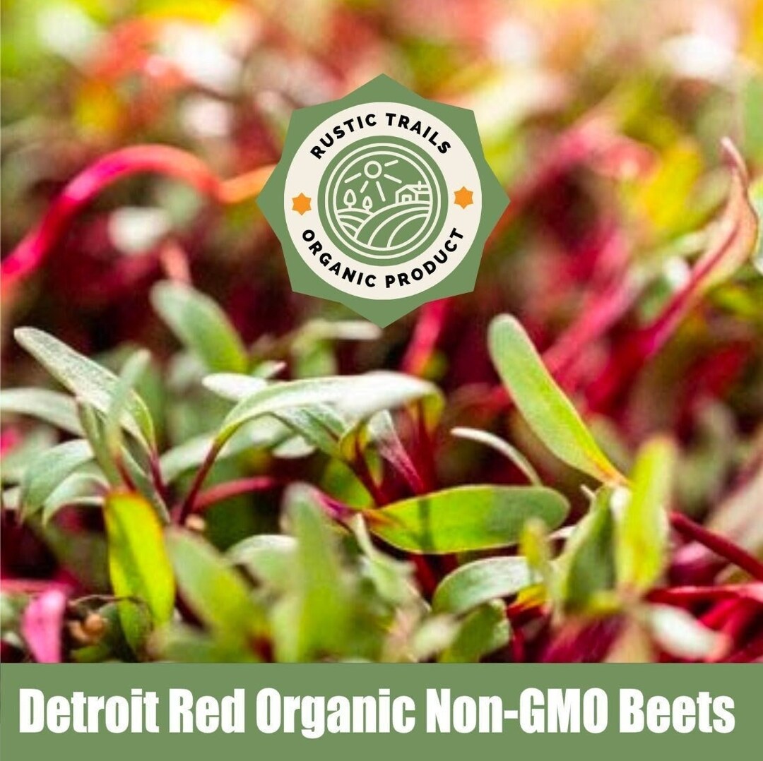 Detroit Red Beet Seeds to Plant - Microgreens - Organic- None GMO ...