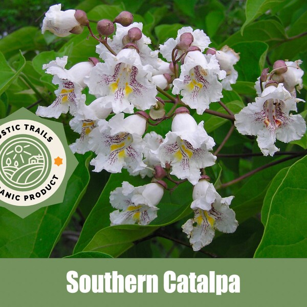 Southern - Etsy