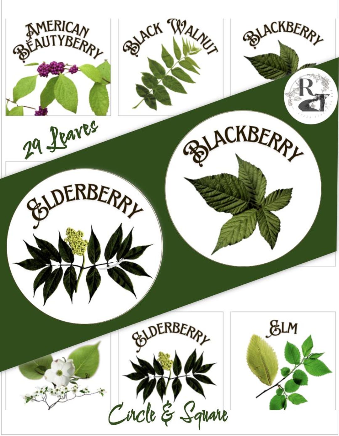 29 Leaf Identification Task Cards for Outdoor Education, Both Square ...