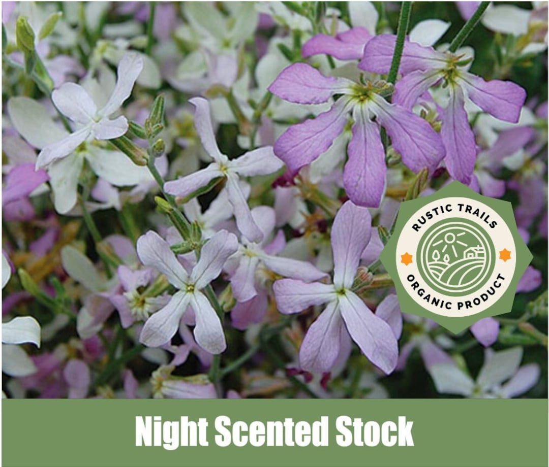 Night Scented Stock, Matthiola Longipetala - Organic - Heirloom - Non ...