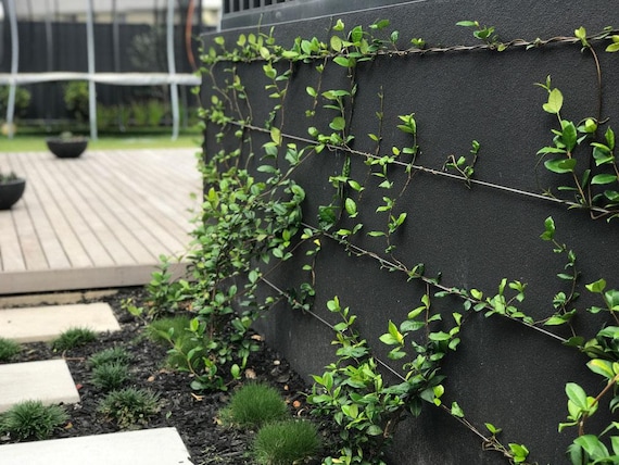 Star Jasmine Wall