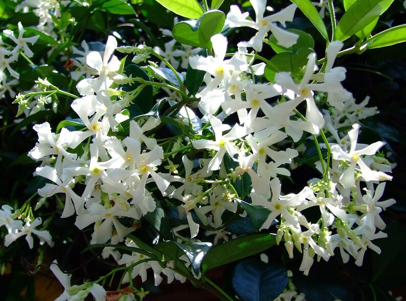 Star Jasmine | Trachelospermum Jasminoides | Evergreen Climber With ...