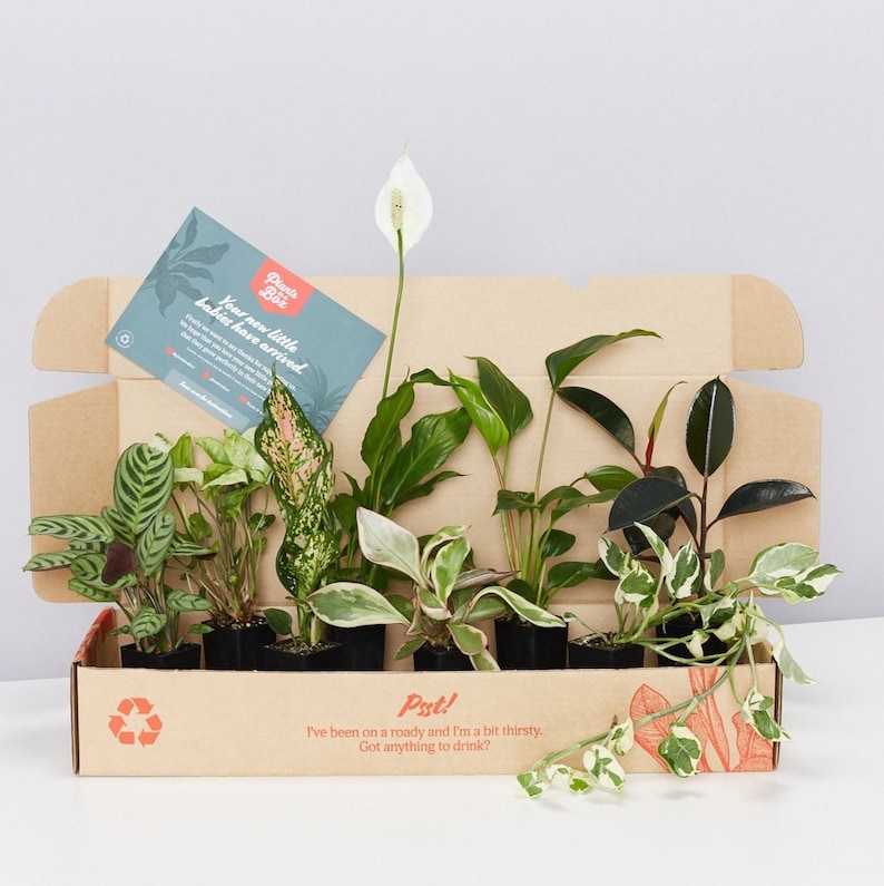 Assorted Box of Houseplants - 8 Plants - Etsy Australia