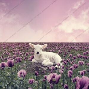 Easter Lamb in a Field Backdrop Background / Overlays & - Etsy