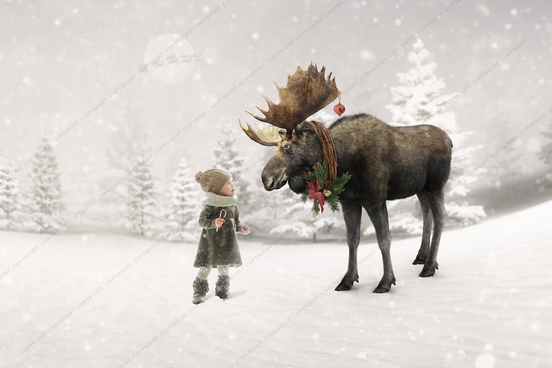 2 Pack Festive Moose Winter Background for Photography Composites ...