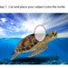 Turtle Backdrop Background / 3 Pack /digital Background / Fantasy ...