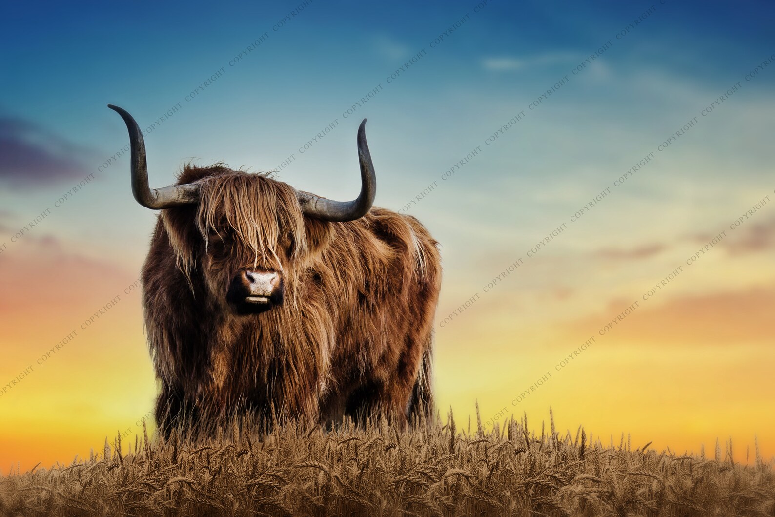 Ox in Field Background / Photography Background / Digital - Etsy