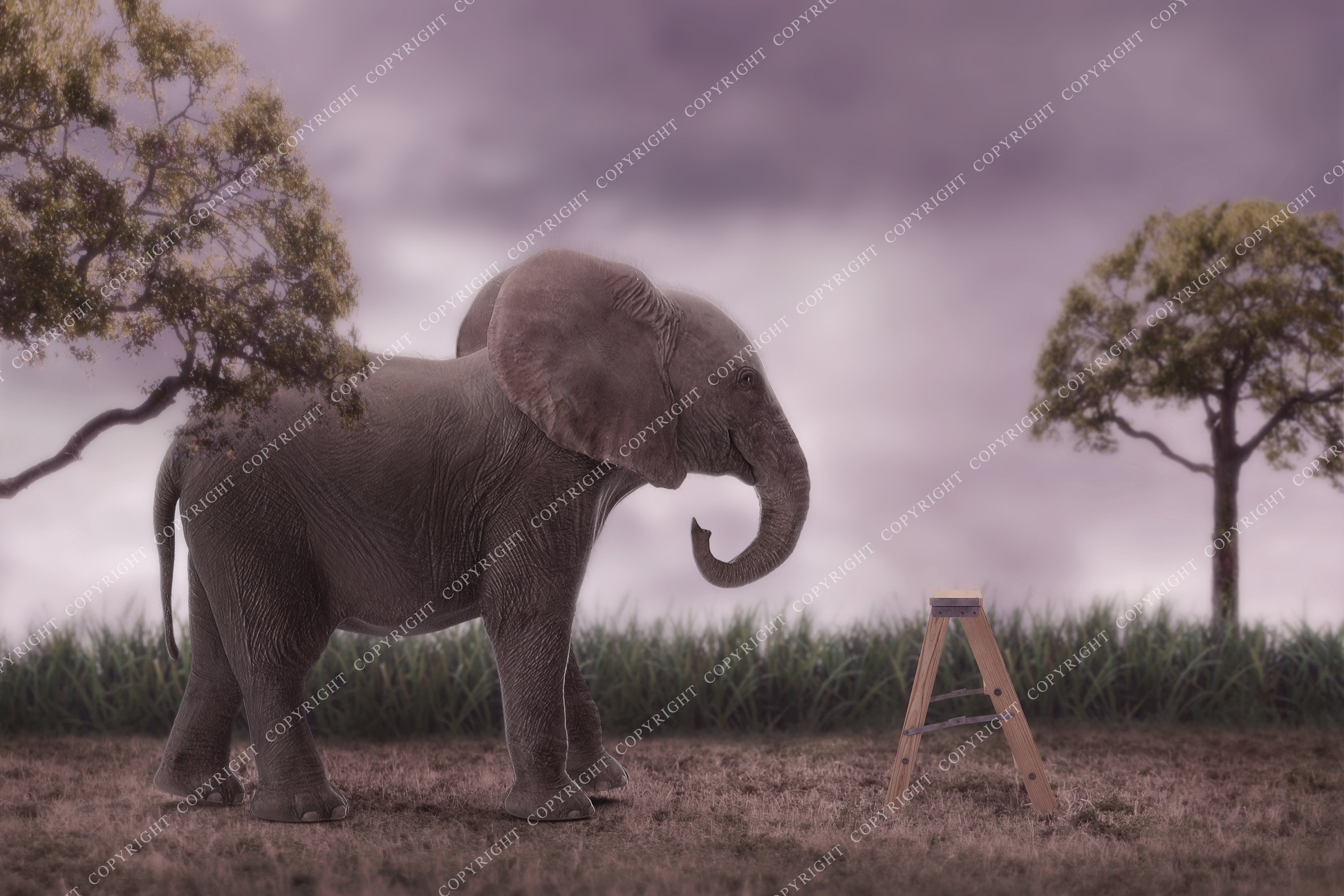 Baby Elephant Friend Backdrop Background / Digital Background | Etsy