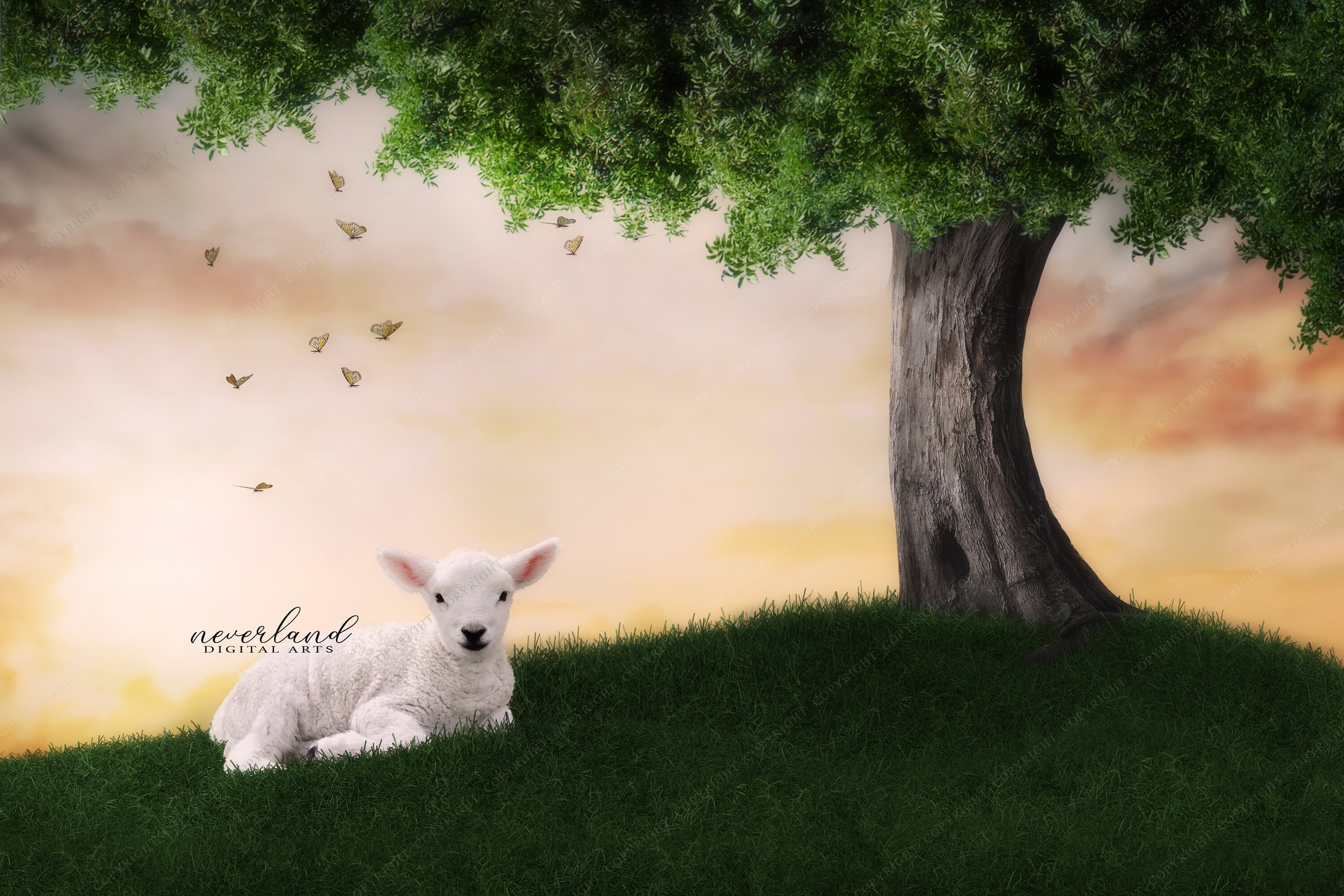 Lamb Under the Tree Background For Photography / Extracted & | Etsy