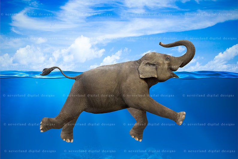 Elephant Backdrop Background / 5 Pack Digital Background / - Etsy