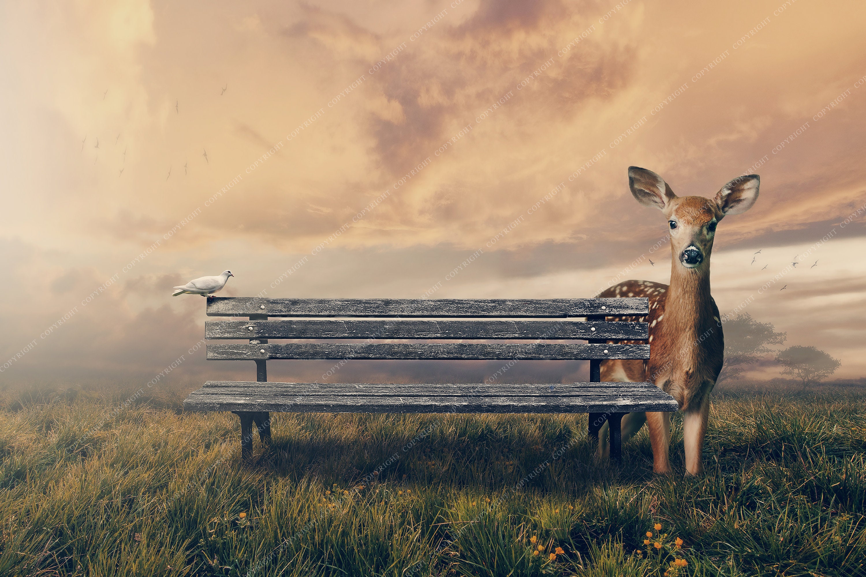 3-PACK Woodlawn Bench Background / Photography Backdrop / - Etsy