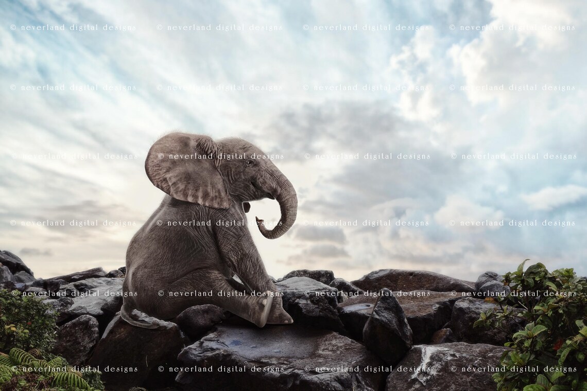Elephant Backdrop Background / 5 Pack / Digital Background / - Etsy