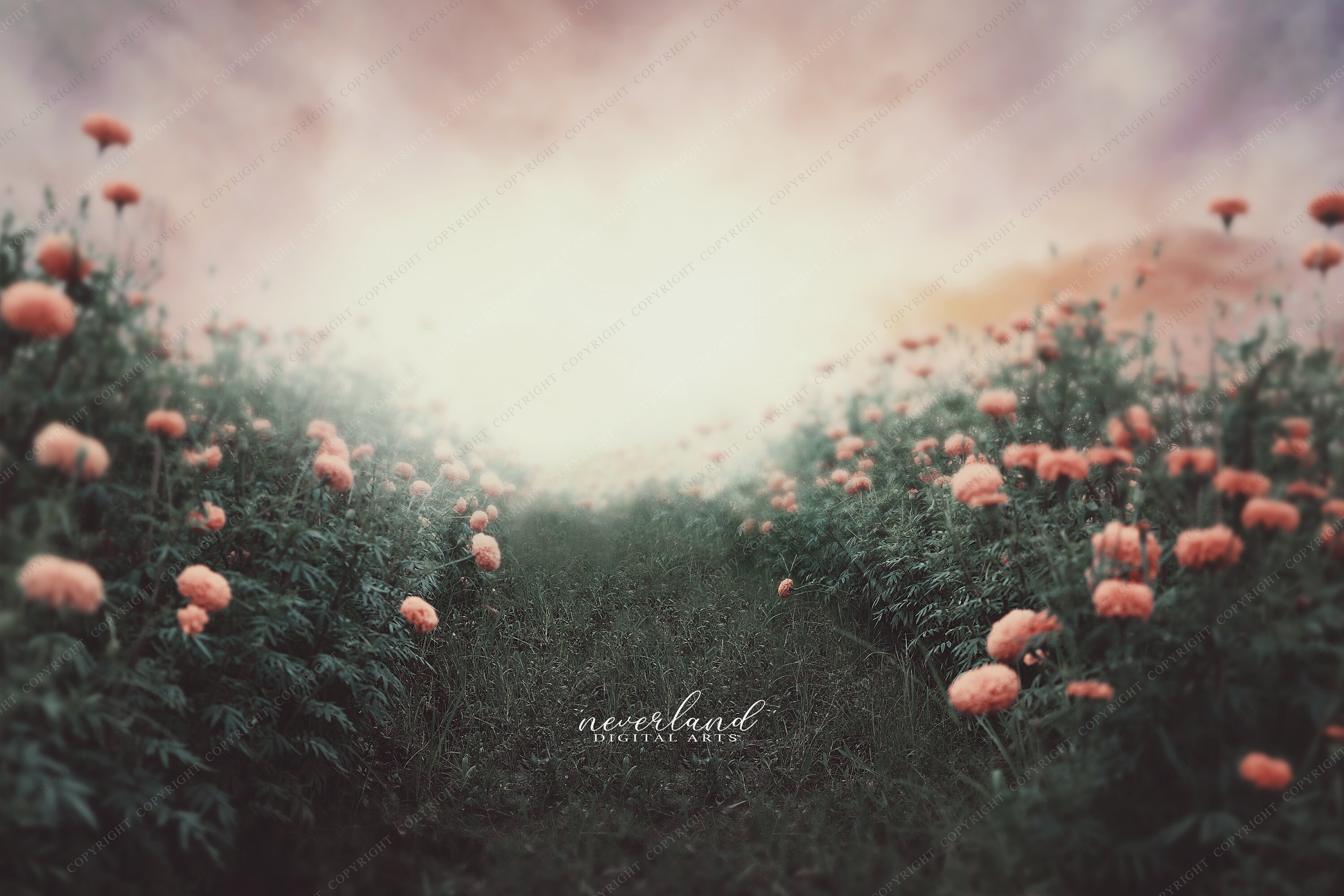 Dreamy Field Background / Photography Background for Digital Composites ...