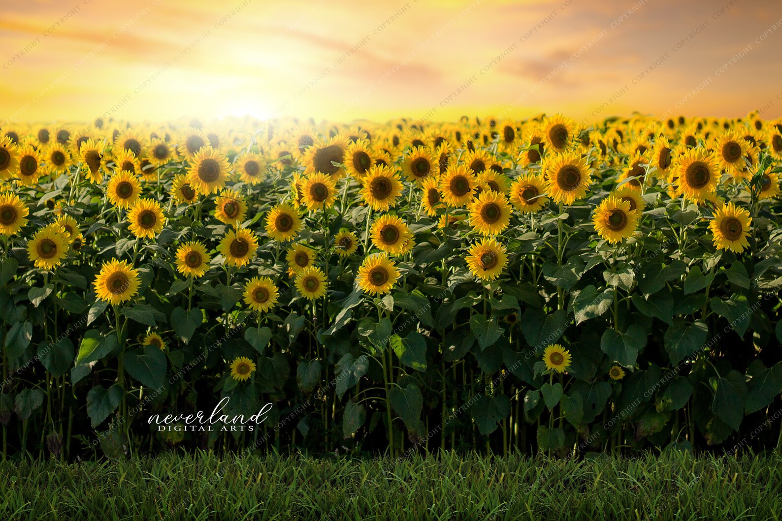 LAYERED Sunflower Backdrop / Digital Background / Composite / | Etsy