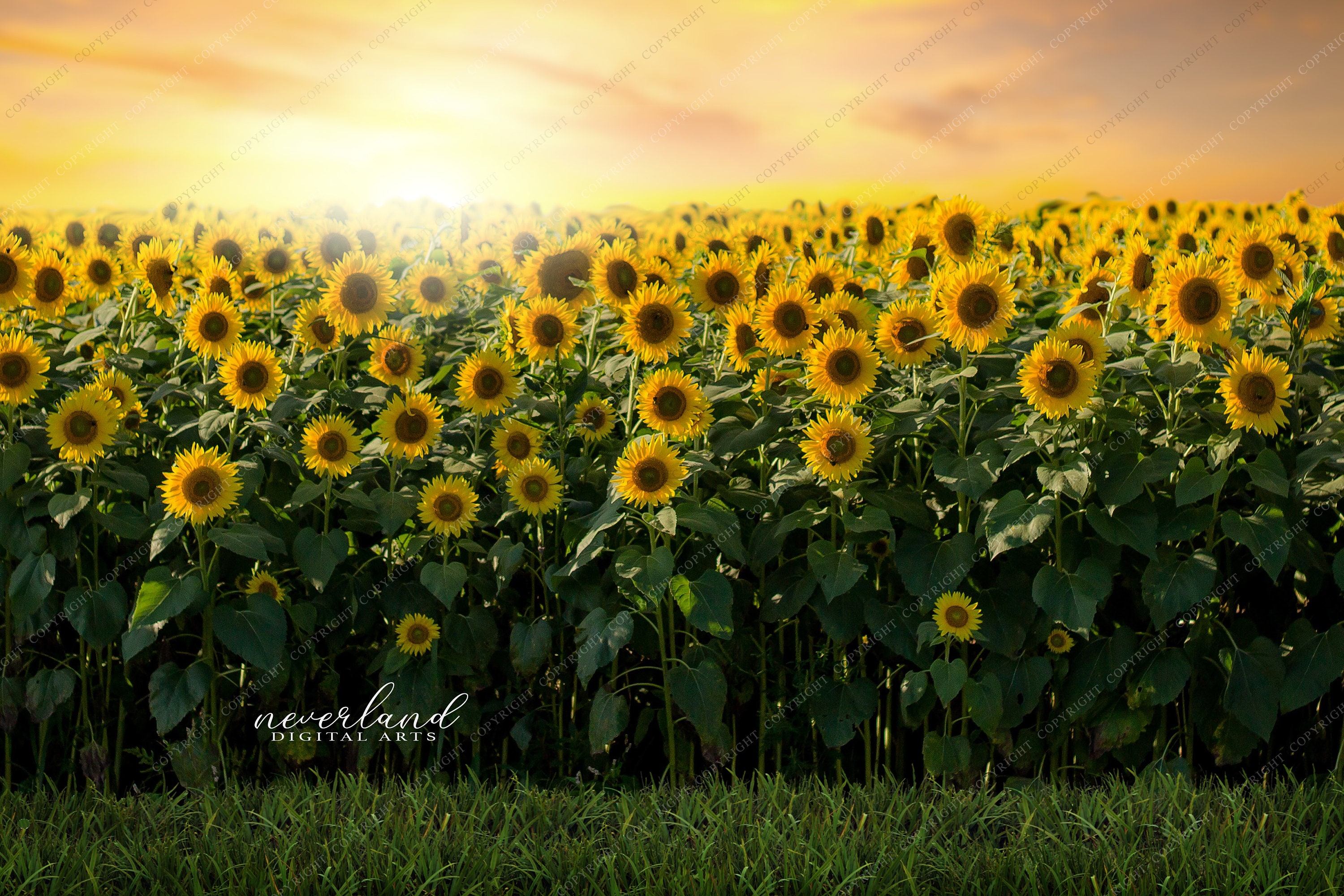 LAYERED Sunflower Backdrop / Digital Background / Composite / | Etsy