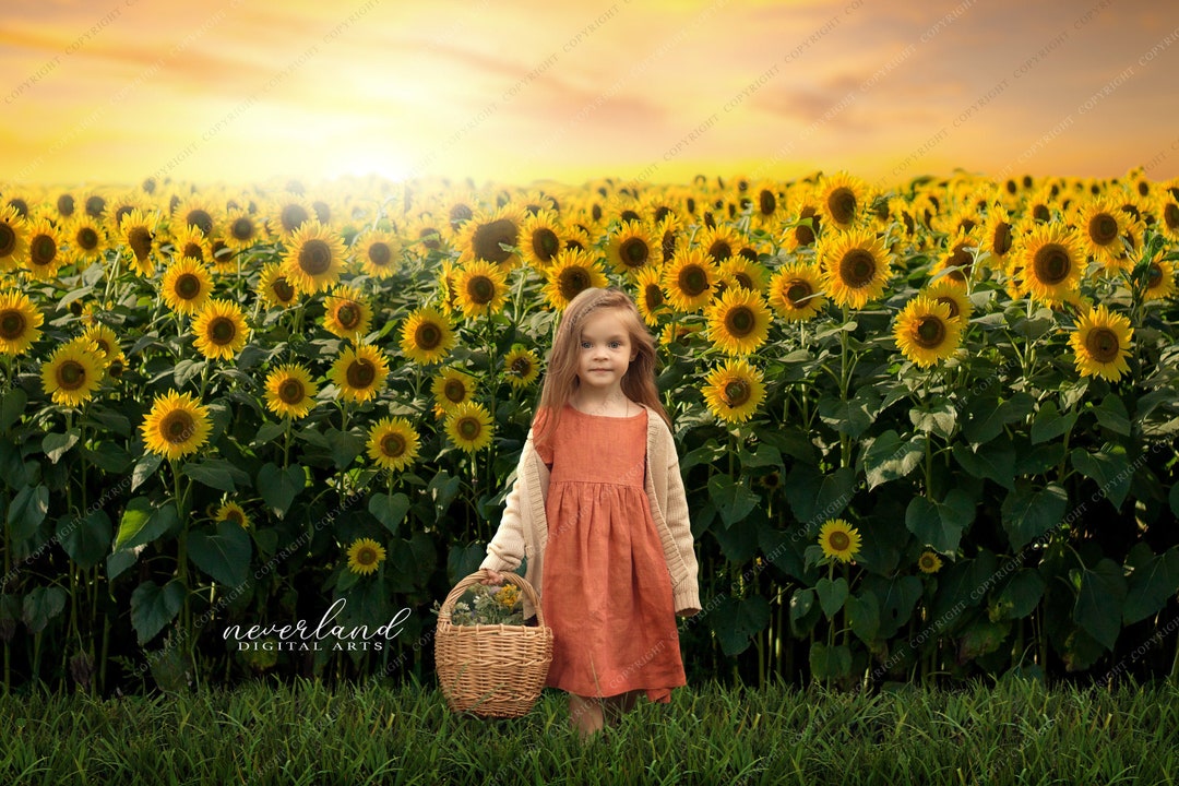 LAYERED Sunflower Backdrop / Digital Background / Composite / PSD ...