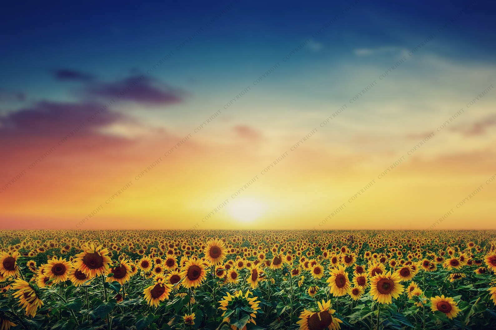 Easter Field Background / Photography Background / Digital Background ...