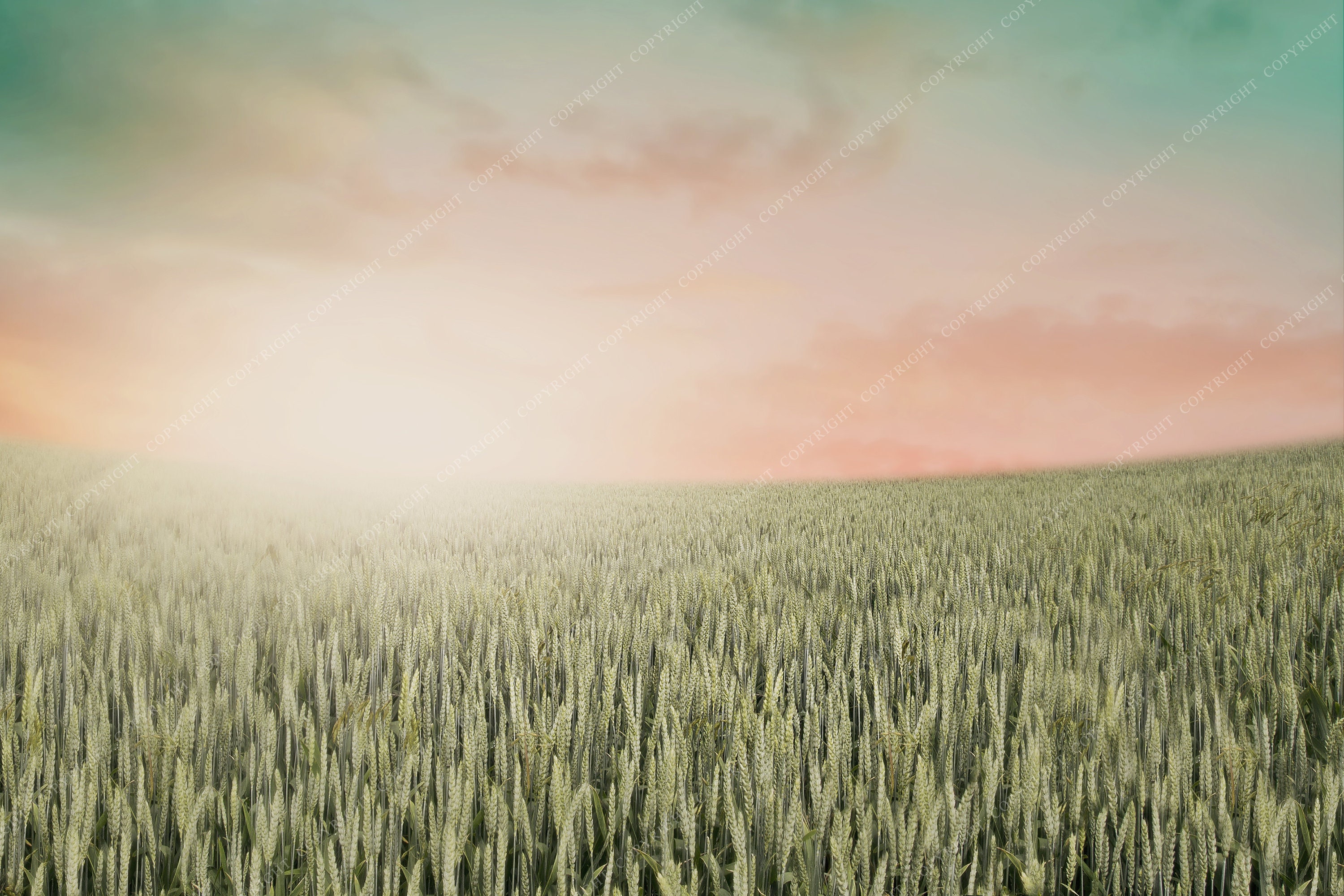 Wheat Field Background / Photography Background / Digital - Etsy