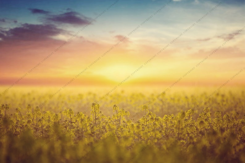 5-PACK Summer Fields Background / Photography Background / - Etsy