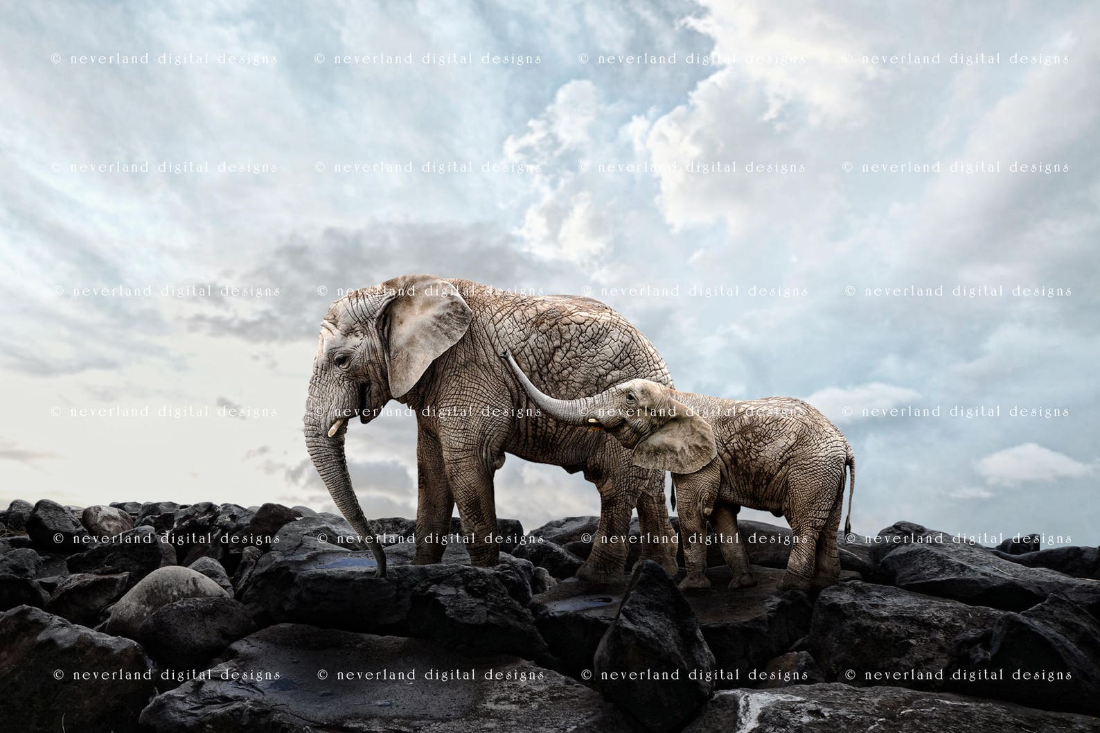 Elephant Backdrop Background / 5 Pack / Digital Background / - Etsy