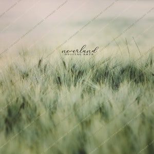 Soft Barley Field - Faded Bloom / Muted Photography Compositions / Digital Backdrops for ...