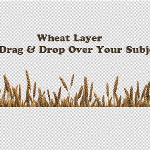 2 PACK Dreamy Wheat Field / PNG Wheat Overlay / Compositions / Digital ...