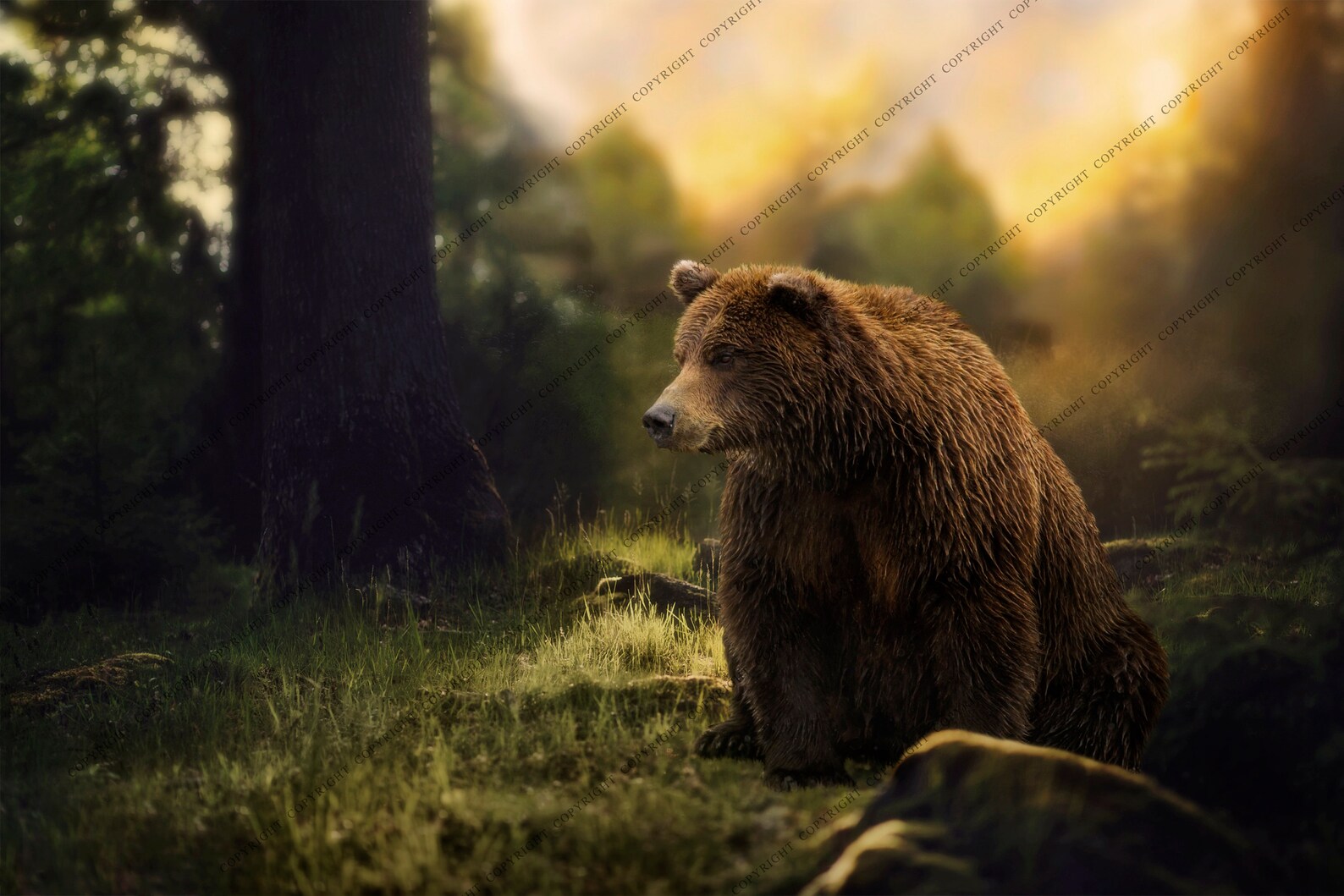 Bear Backdrop / Valentines Digital Backgrounds and Overlays - Etsy