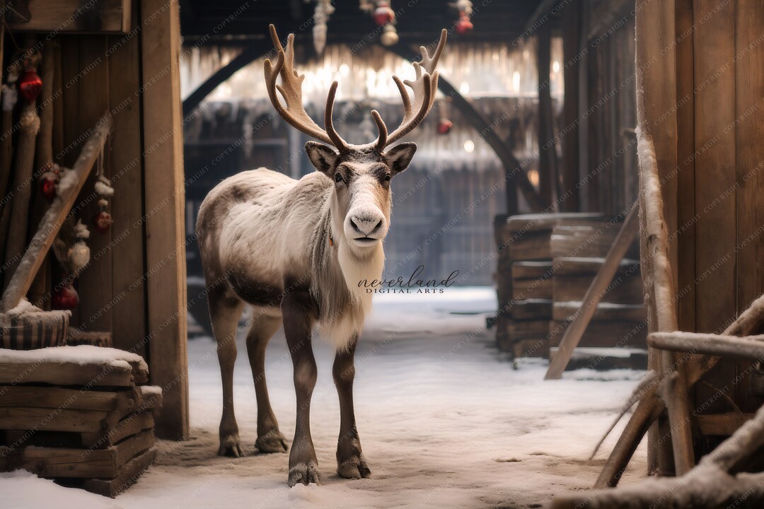 Reindeer in A Stable Background for Photography Compositions / Winter ...