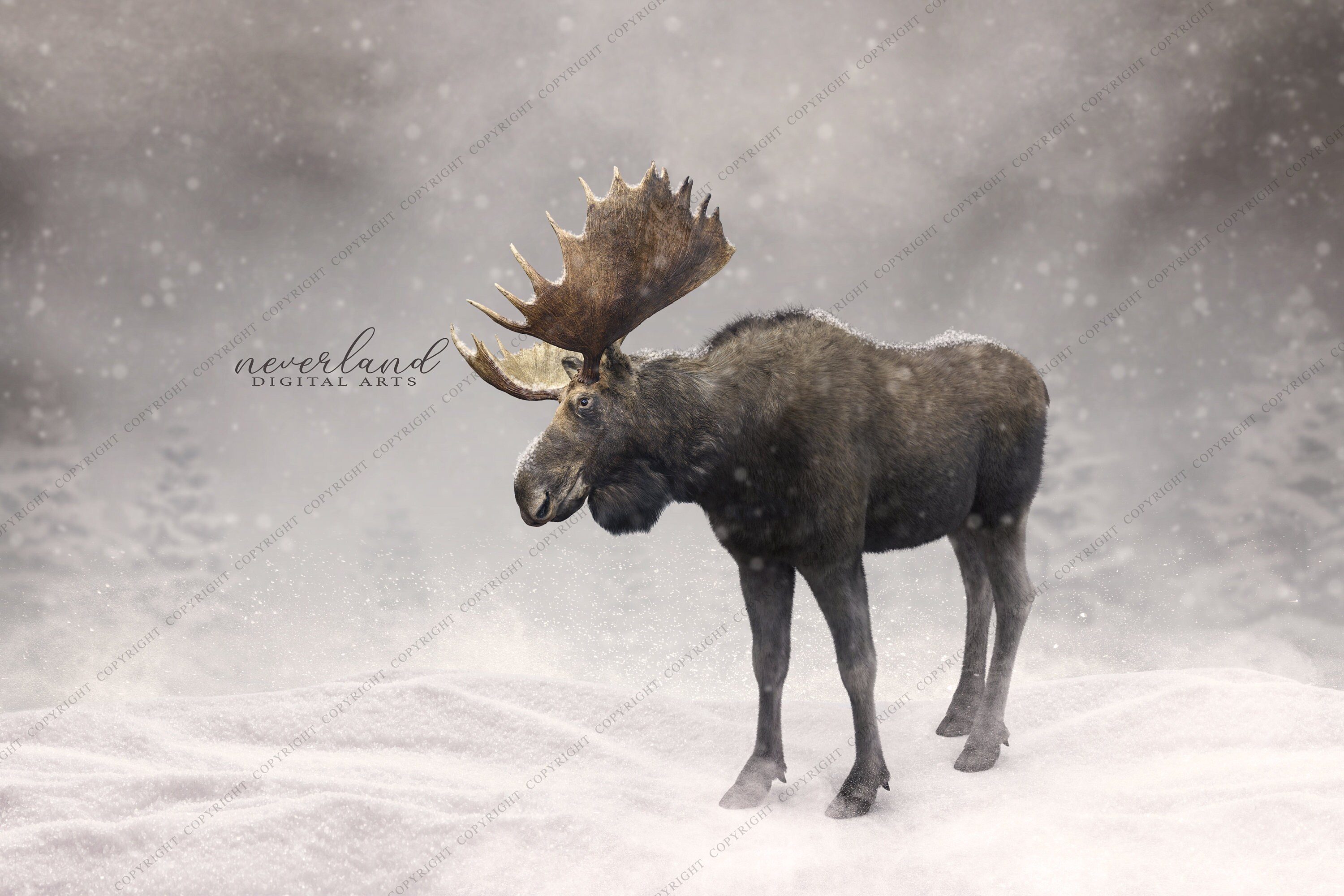 Winter Moose Background for Photography Composites / | Etsy