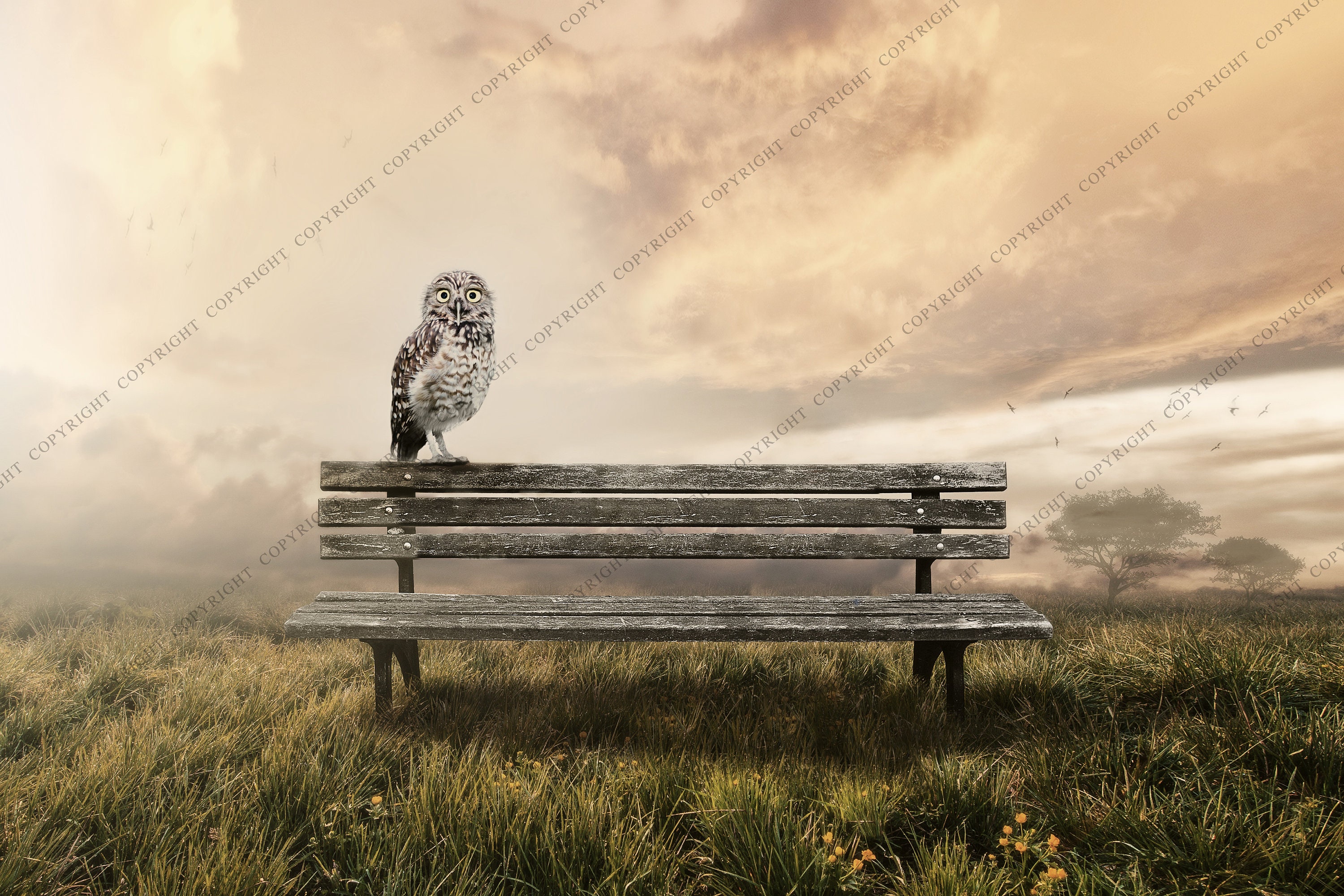3-PACK Woodlawn Bench Background / Photography Backdrop / Digital ...