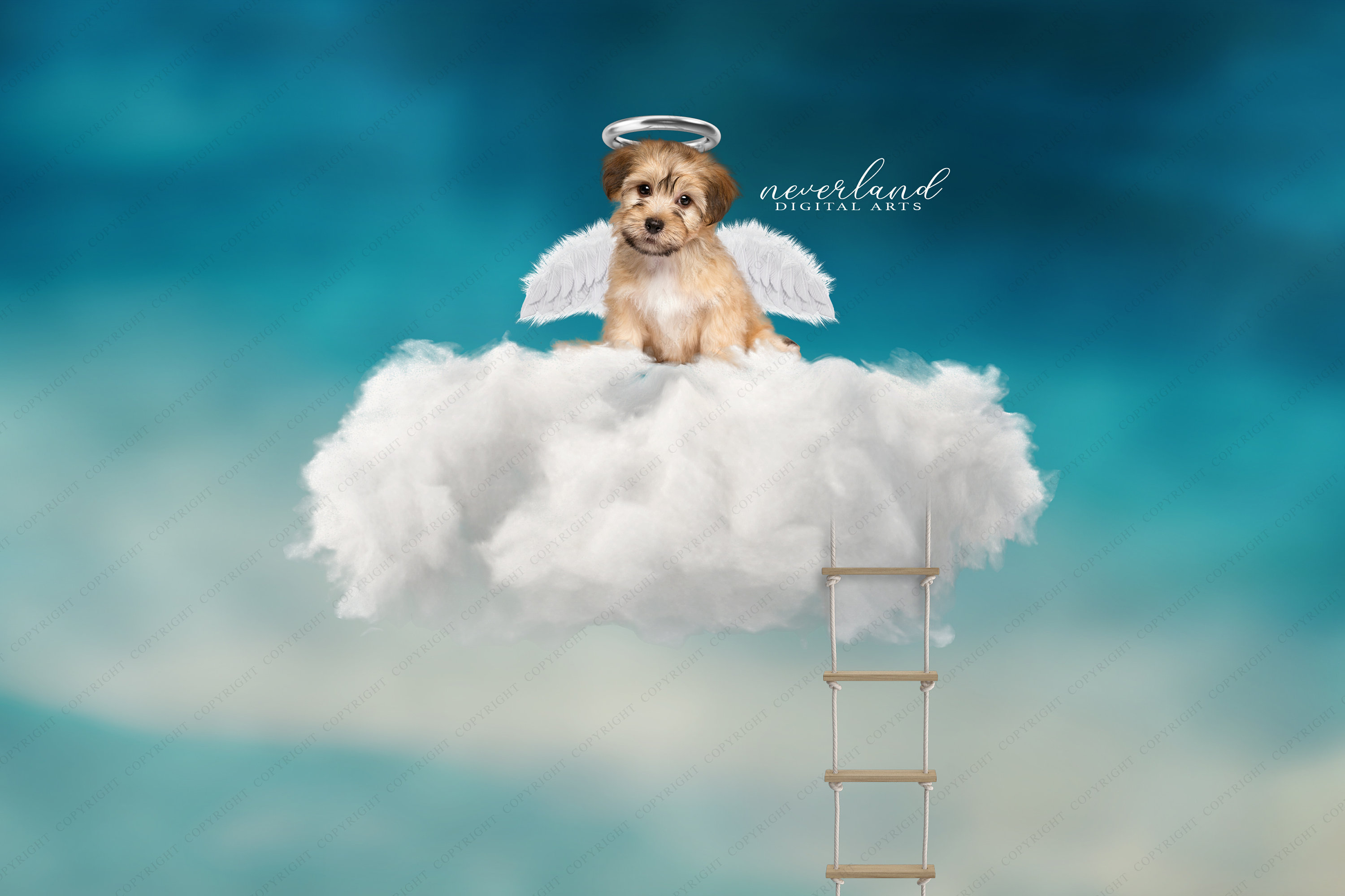 4 PACK Angel Cloud Digital Background for Photography | Etsy