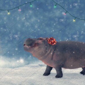 Hippo for Christmas Winter Background for Photography Composites ...