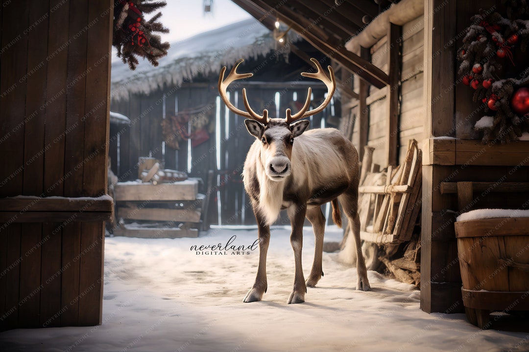 Reindeer in A Stable Background for Photography Compositions / Winter ...