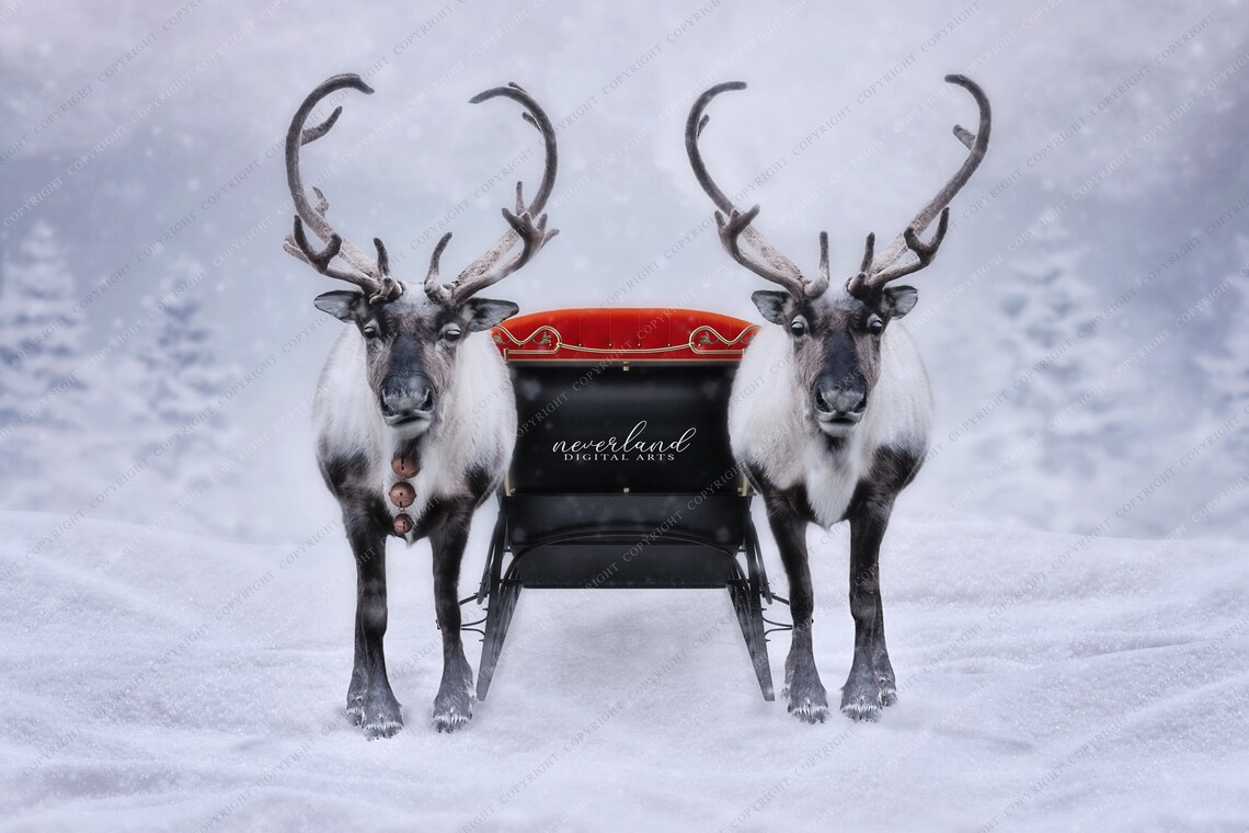 2 PACK Reindeer Background for Photography Compositions / Winter ...