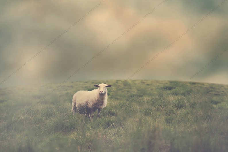 Vintage Sheep Background / Photography Background / Digital Background ...