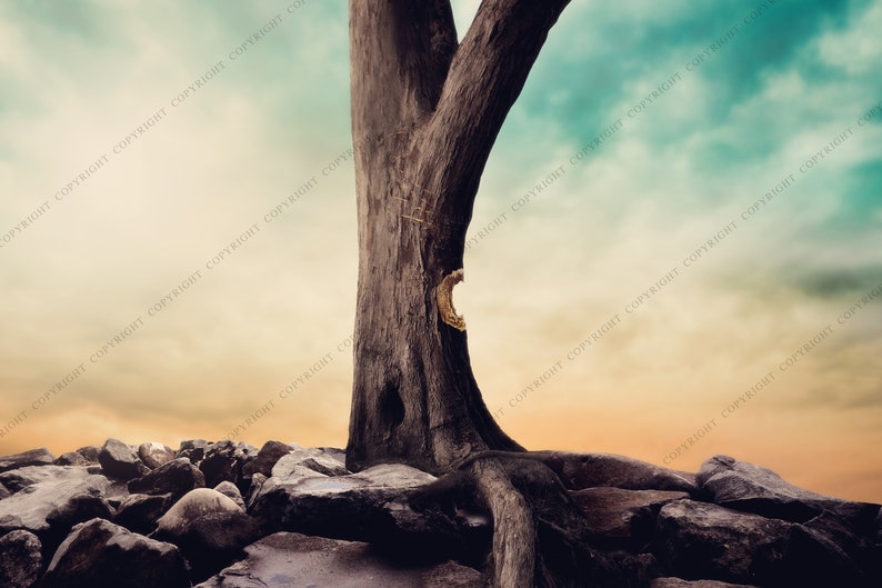 Story Book Backdrop Background / Digital Photography - Etsy