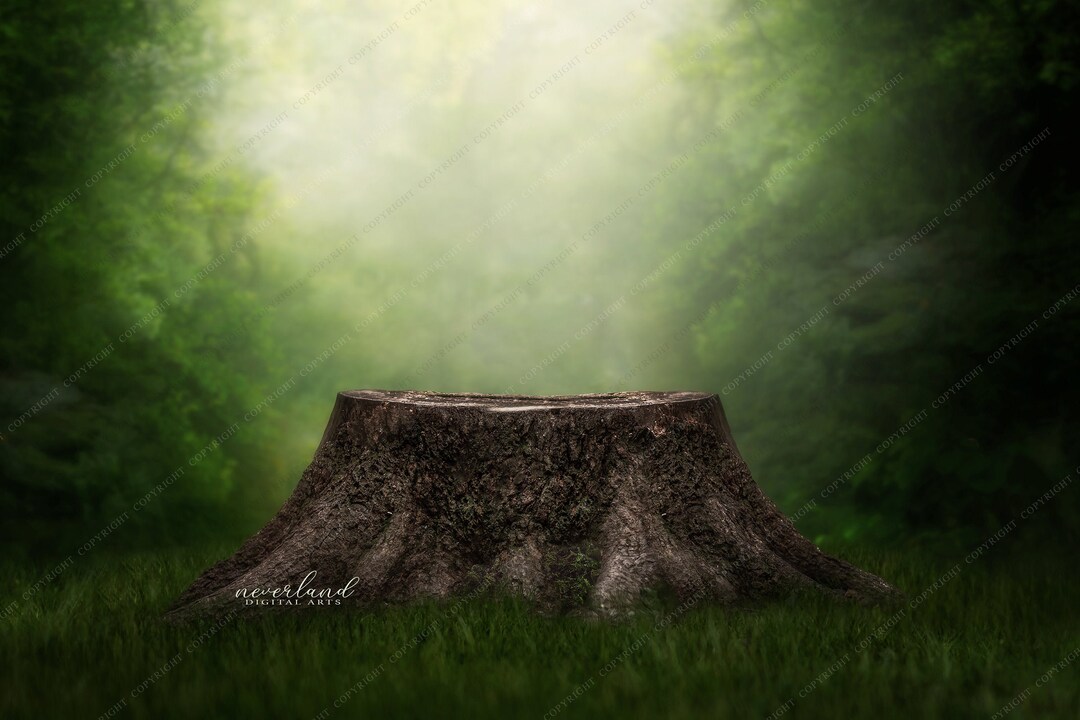 Stump in the Forest Background for Photography Compositions / Backdrop ...