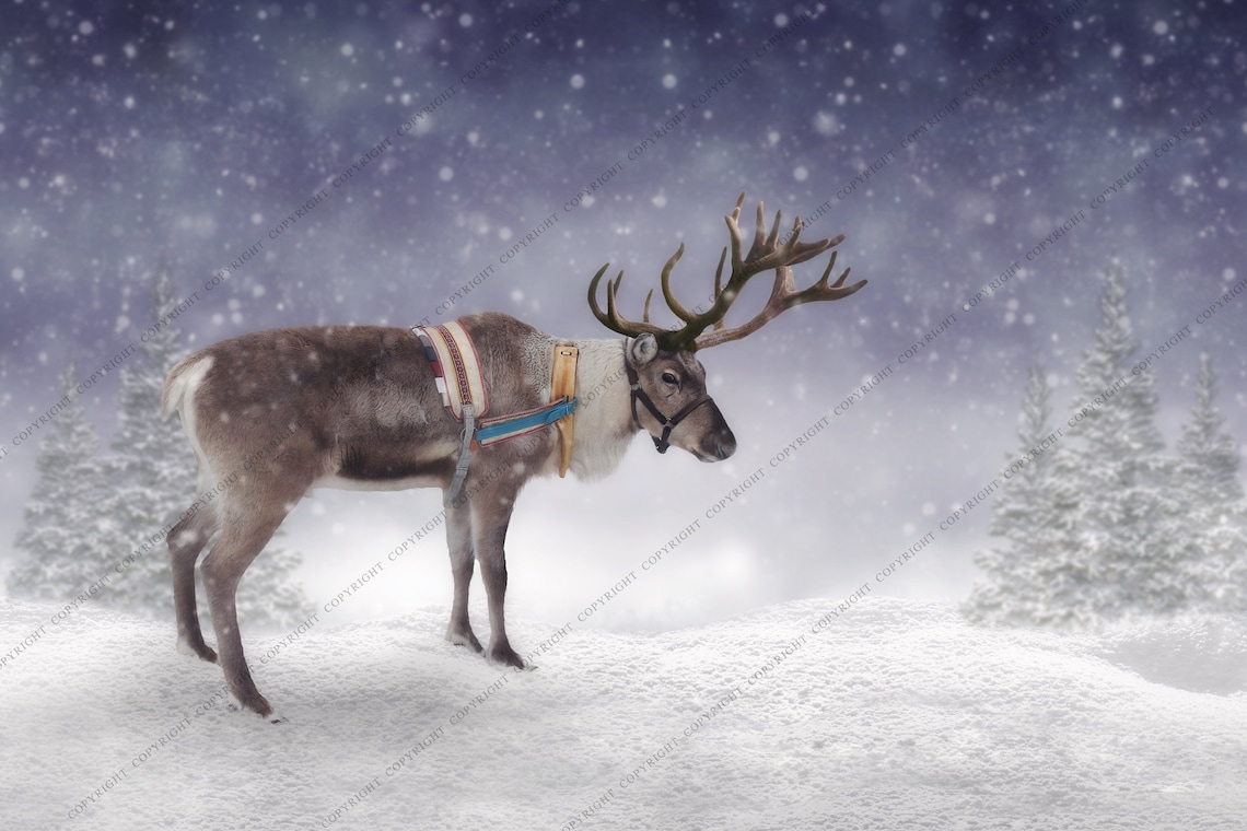 Reindeer Winter Background for Photography Composites / Christmas ...