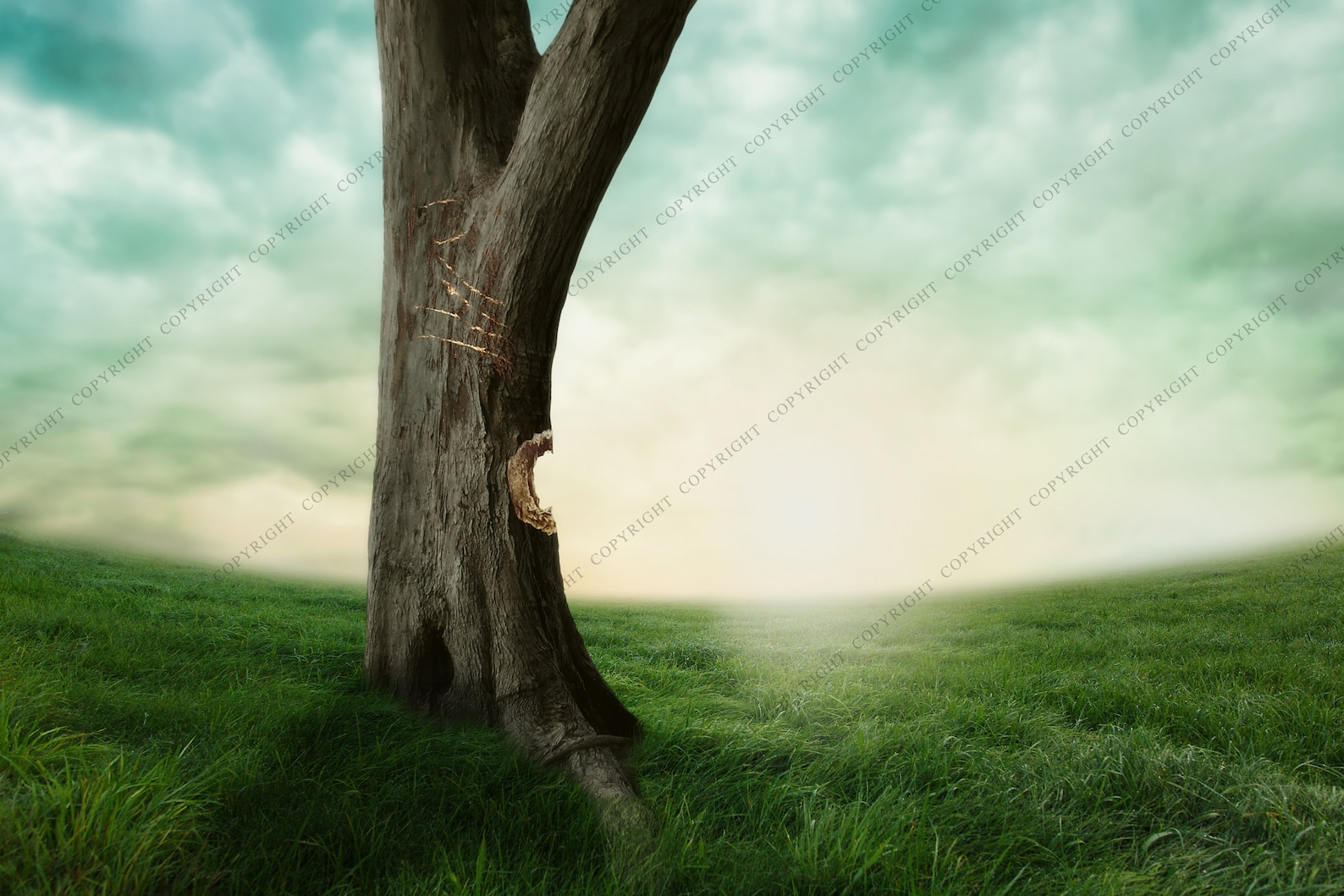 Storybook Backdrop Background / Digital Photography Background - Etsy