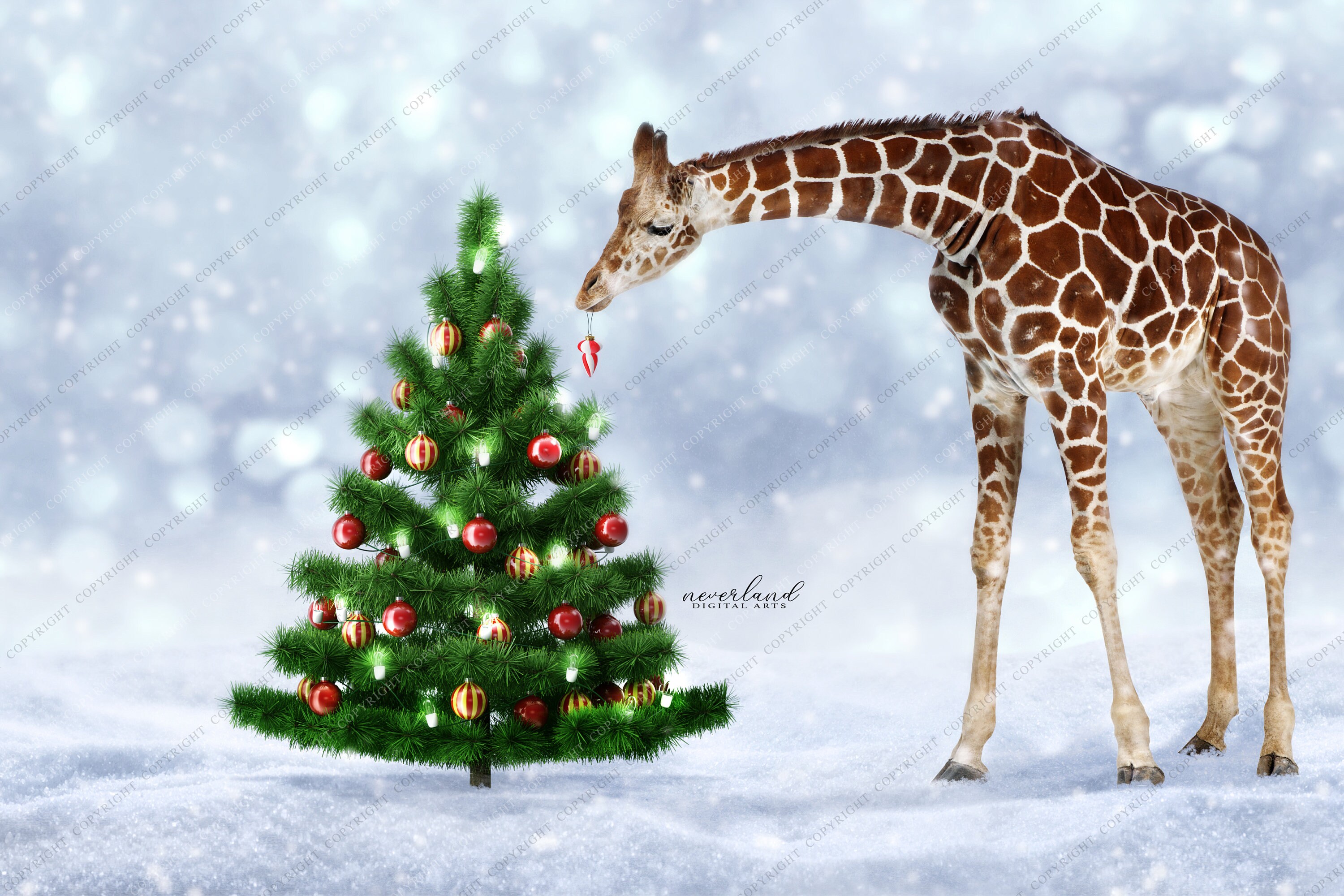 2 PACK Xmas Giraffe Background for Photography Compositions / Winter ...